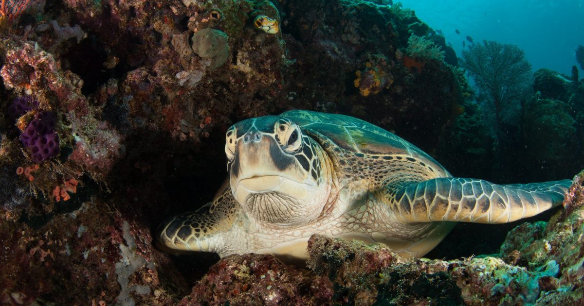 Are our oceans worth $24 trillion? | Green Economy Coalition